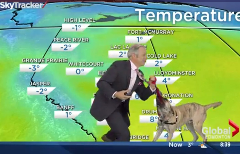 Apresentador leva cachorro para ajudá-lo na previsão do tempo e o ...