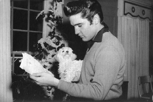 Elvis em versão canina e Bowie na pele de um hamster | VEJA SÃO PAULO