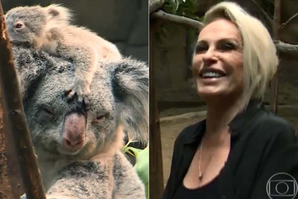 Ana Maria Braga é escolhida madrinha do primeiro coala brasileiro ...