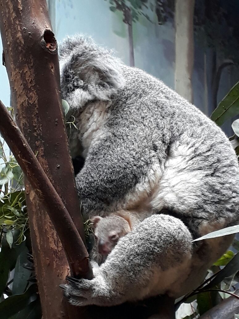 Em São Paulo, nasce o primeiro coala brasileiro | VEJA SÃO PAULO