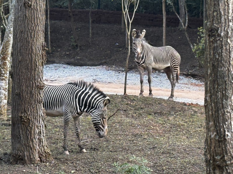 Simba Safari reabre em São Paulo, depois de 20 anos | VEJA SÃO PAULO